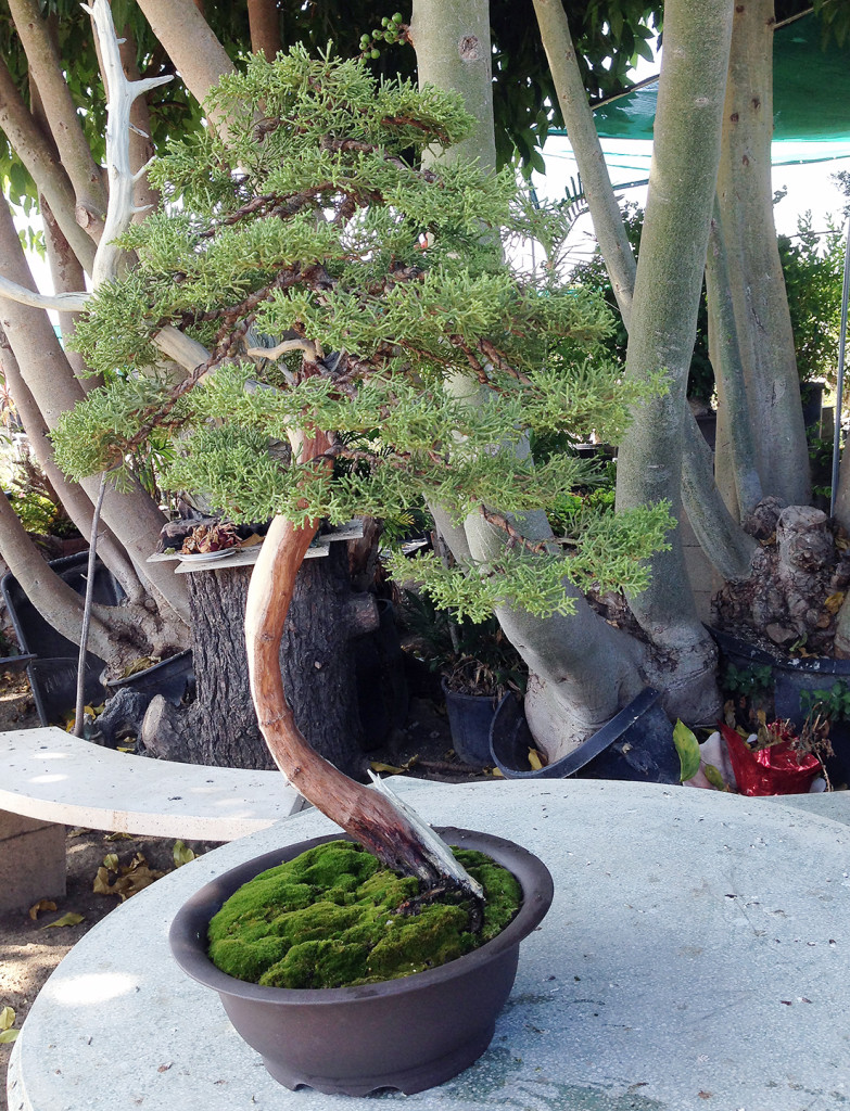 Juniper Archives - Page 3 of 3 - Eastern Leaf Knowledge Base