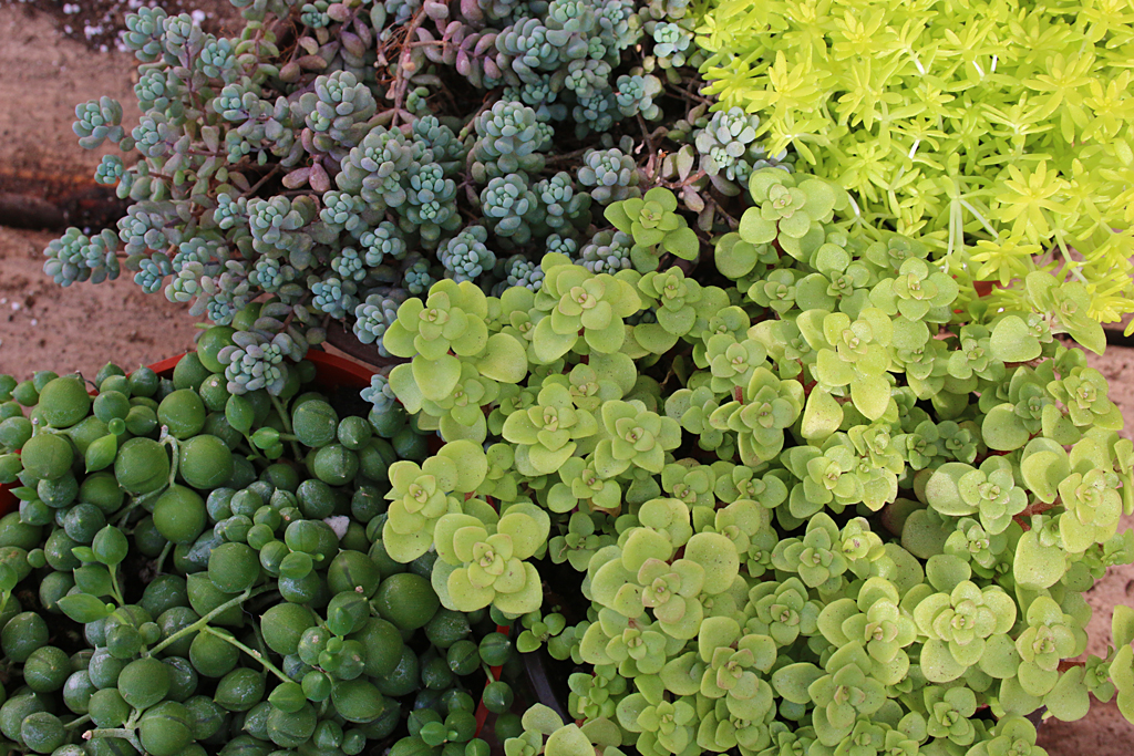 Types of Succulents - Eastern Leaf Knowledge Base