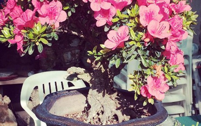 Azalea Bonsai Archives - Eastern Leaf Knowledge Base