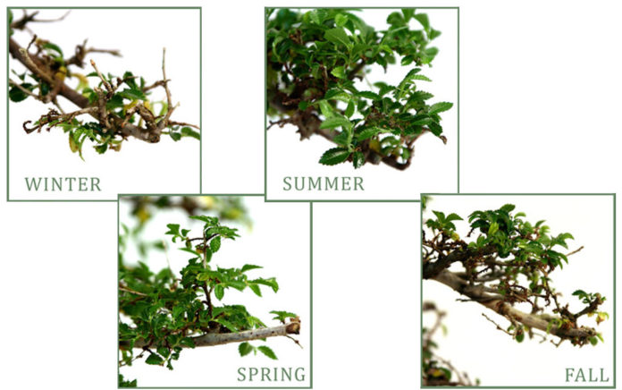 Chinese Elm Archives - Eastern Leaf Knowledge Base