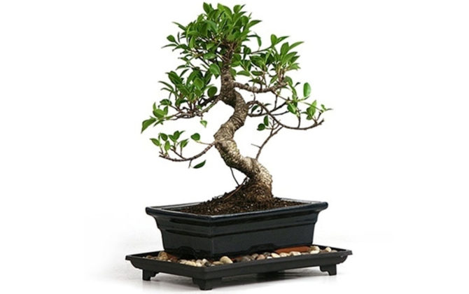 Ficus Bonsai Archives - Eastern Leaf Knowledge Base