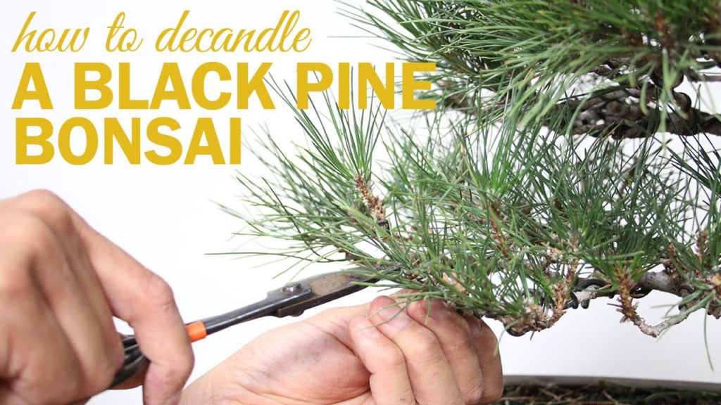 Pine Bonsai Archives - Eastern Leaf Knowledge Base