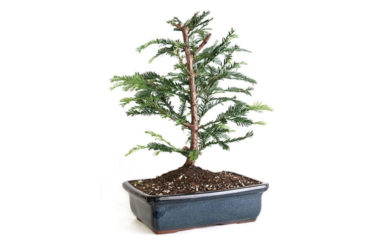 Redwood / Oak Bonsai Archives - Eastern Leaf Knowledge Base