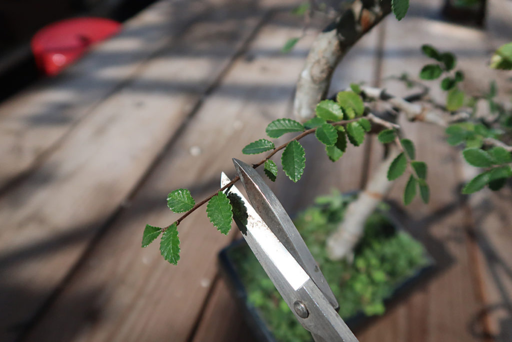 Bonsai Classes & Workshops - Eastern Leaf Knowledge Base