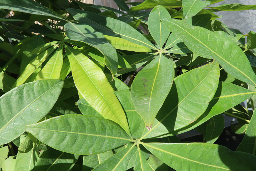 Money Trees Archives Eastern Leaf Knowledge Base money-trees-archives-eastern-leaf-knowledge-base