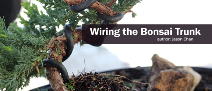 Bonsai How To Articles - Eastern Leaf Knowledge Base