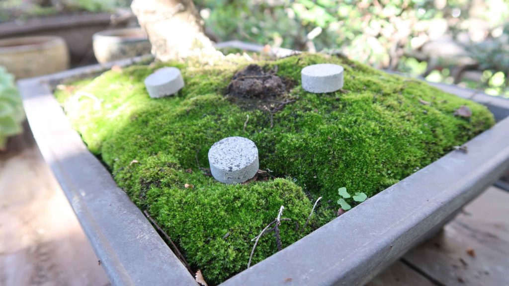 Care & Maintenance Archives - Page 2 of 11 - Eastern Leaf Knowledge Base