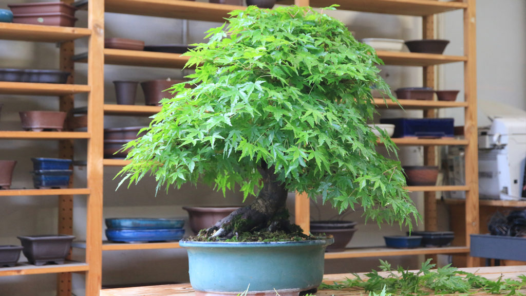 Maple Bonsai Archives - Eastern Leaf Knowledge Base