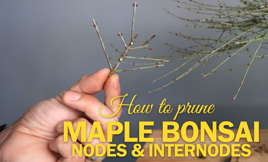 Maple Bonsai Archives - Eastern Leaf Knowledge Base