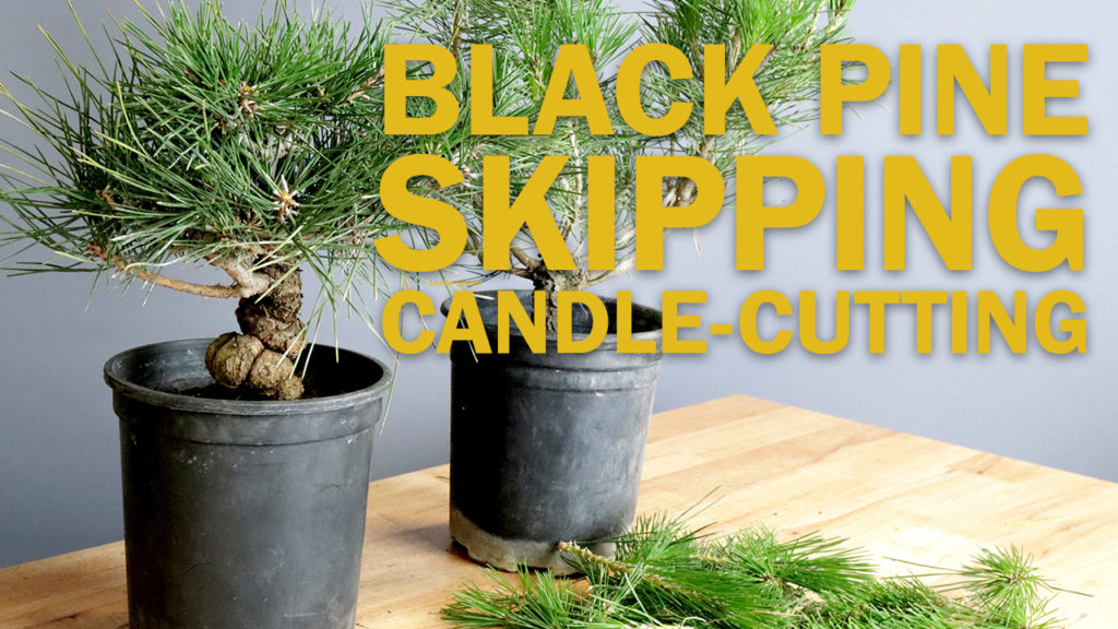 Videos Archives - Eastern Leaf Knowledge Base