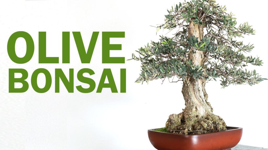 Tips & Techniques Archives - Eastern Leaf Knowledge Base